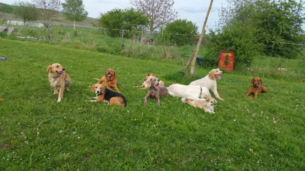 Der Verein | über uns | Jagdhunde in Not e.V.