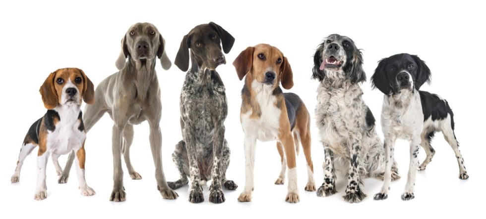 Aktuelles | Jagdhunde in Not e.V.