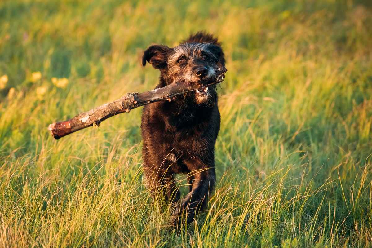 HundschwarzStock | Jagdhunde in Not e.V.