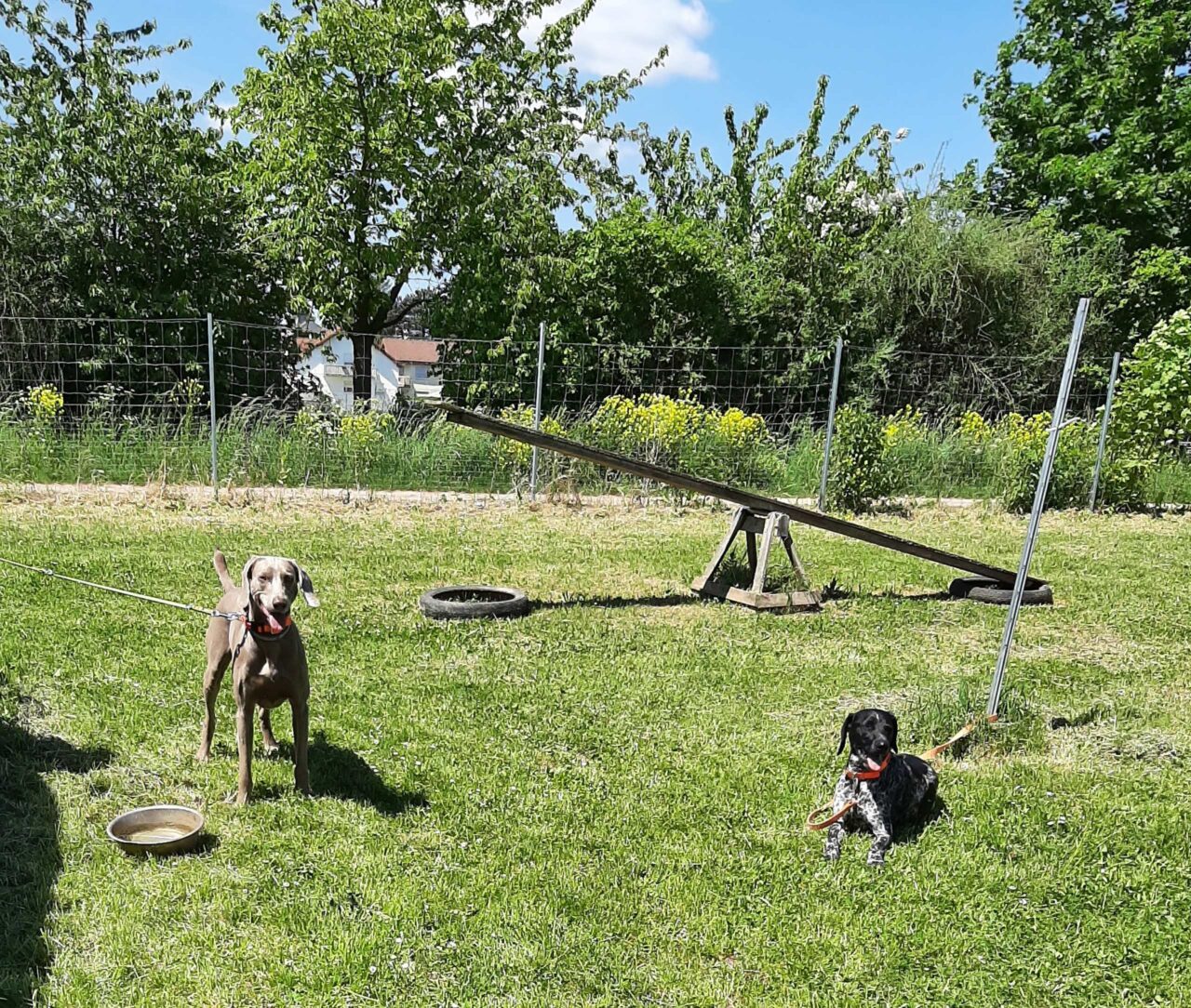 Aktuelles | Jagdhunde in Not e.V.