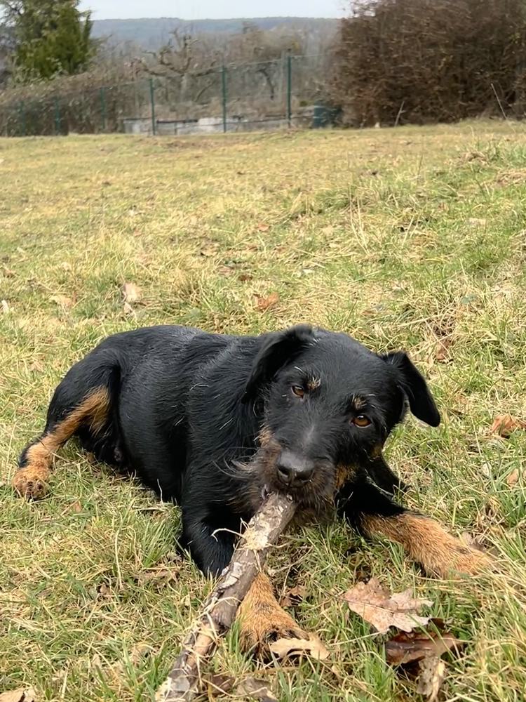 Hunde in Not | Jagdhunde in Not e.V.